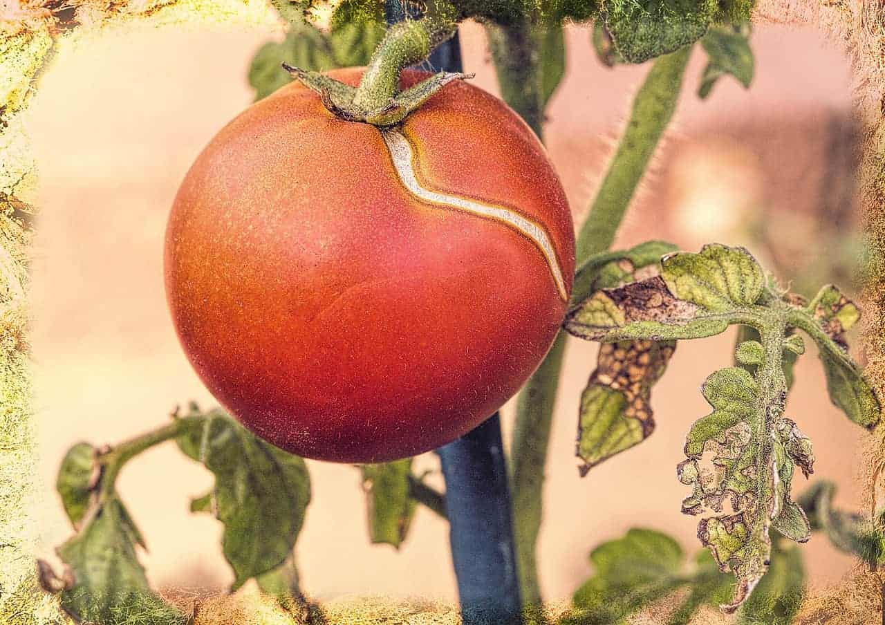 Why Are My Homegrown Tomatoes Splitting? – Bountiful Gardener