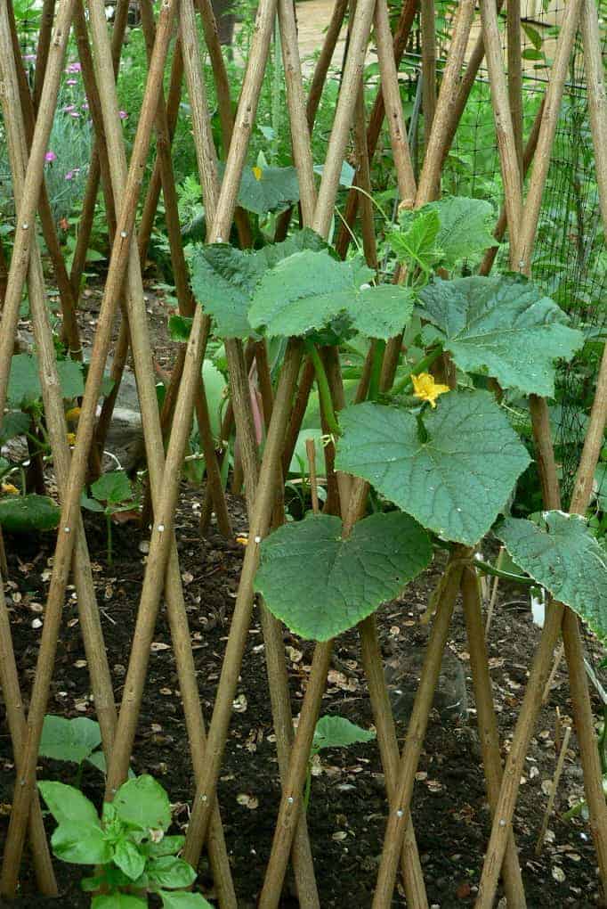 Can You Grow Cucumbers Vertically? – Bountiful Gardener