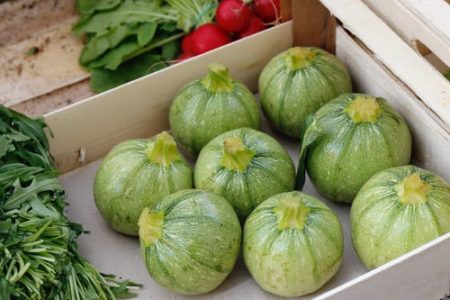 Can You Grow Zucchini in a Pot? – Bountiful Gardener