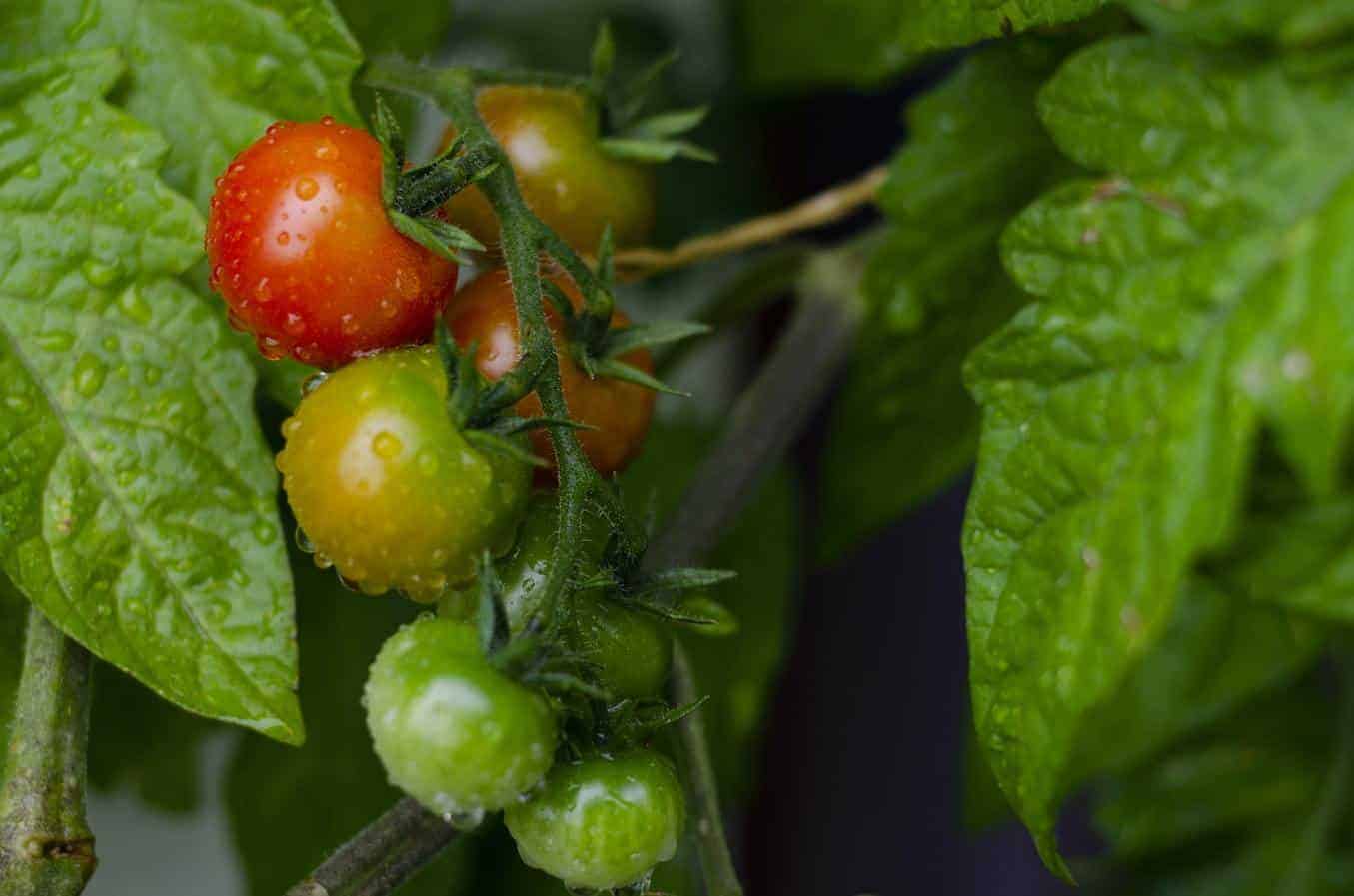 Why You Should Try to Grow Tomatoes Upside Down – Bountiful Gardener