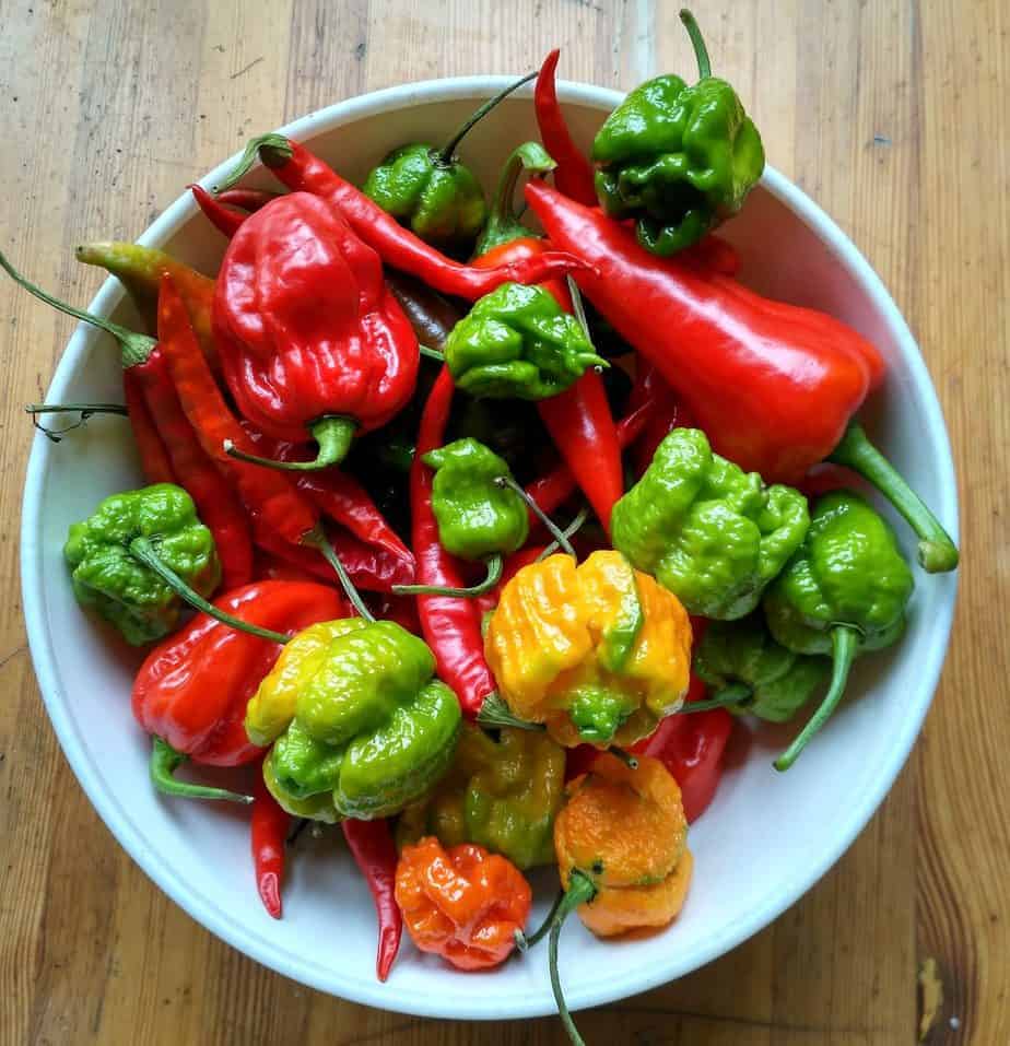 3 Tips on How to Grow Hot Peppers Even Hotter – The Bountiful Gardener