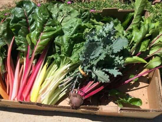 How to Grow Swiss Chard in Containers – Bountiful Gardener