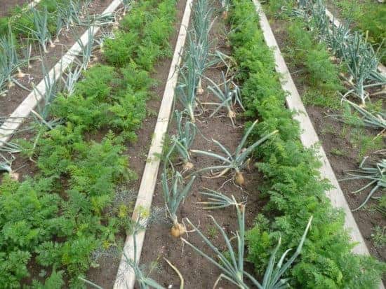 What Can I Plant with Tomatoes? Intercropping and Companion Planting ...