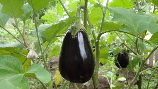 When Is an Eggplant Ripe? – Bountiful Gardener