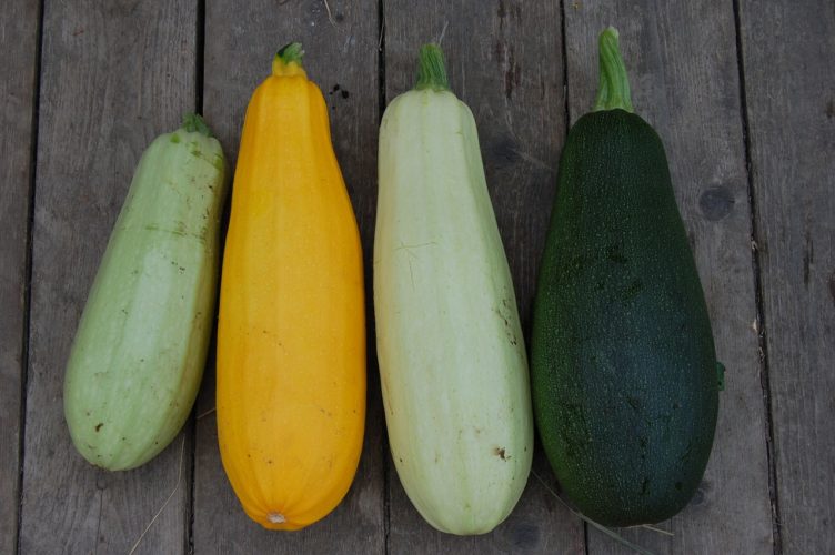 Growing Parthenocarpic Zucchini – Bountiful Gardener