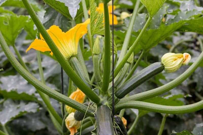 Growing Parthenocarpic Zucchini – Bountiful Gardener