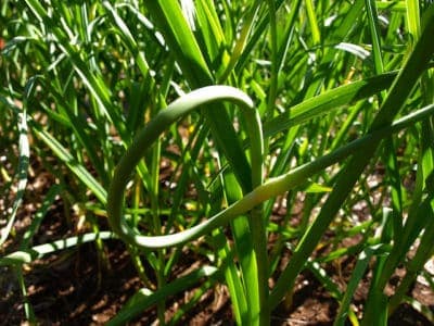 When to Harvest Garlic Scapes – And Why You Should – Bountiful Gardener