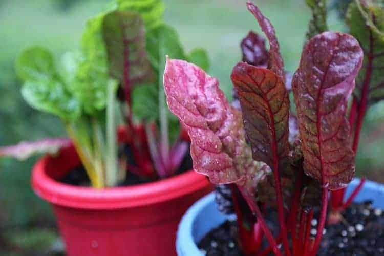 How to Grow Swiss Chard in Containers – The Bountiful Gardener