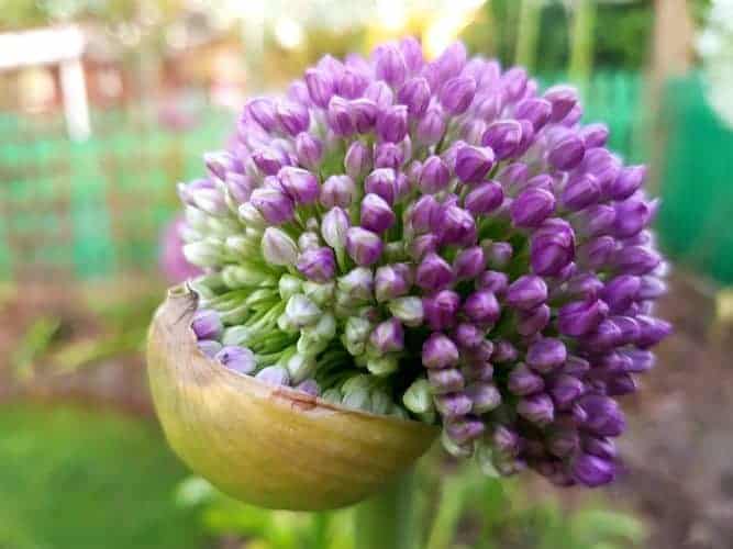 When to Harvest Garlic Scapes – And Why You Should – Bountiful Gardener