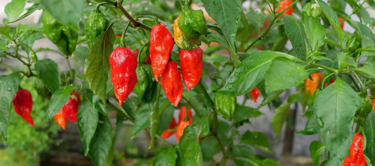 When to Harvest Your Ghost Peppers – Bountiful Gardener