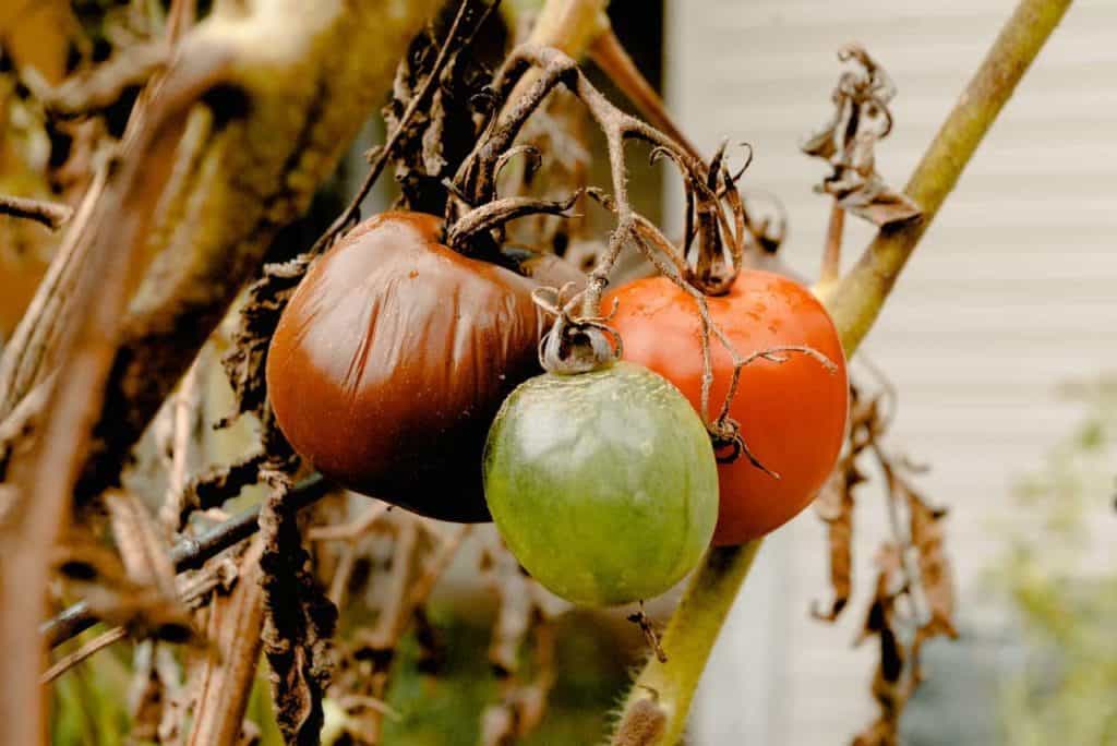 Why Are My Tomatoes Falling Off the Vine? 6 Common Causes and Solutions ...