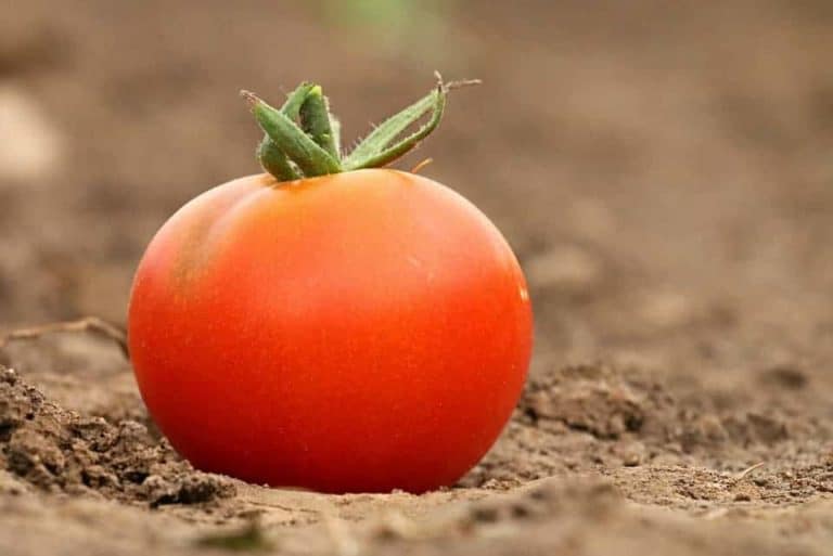 Why Are My Tomatoes Falling Off the Vine? 6 Common Causes and Solutions ...