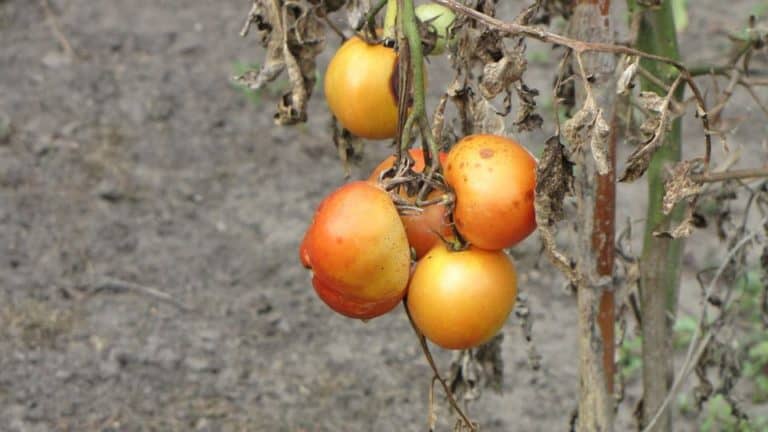 Why Are My Tomatoes Falling Off the Vine? 6 Common Causes and Solutions ...