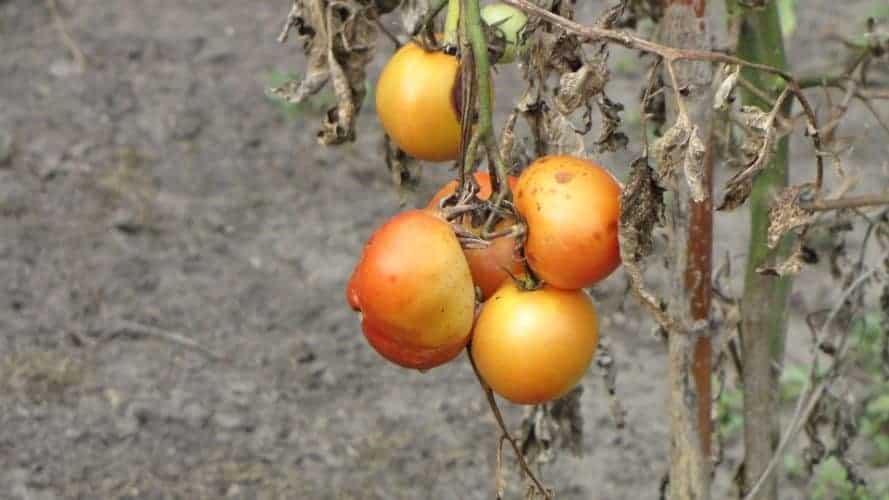 Why Are My Tomatoes Falling Off the Vine? 6 Common Causes and Solutions ...