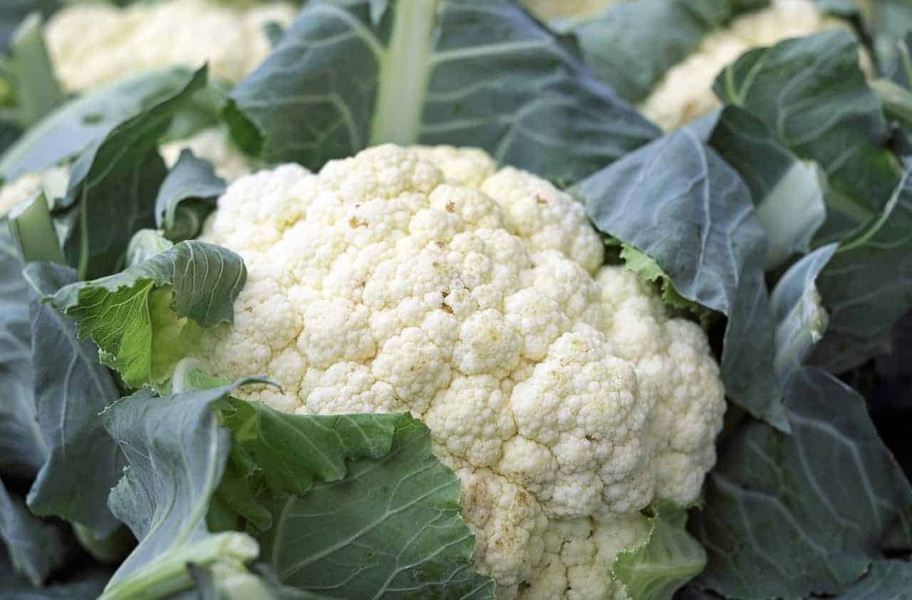 How Deep to Plant Cauliflower Seeds – Sowing and Transplanting ...