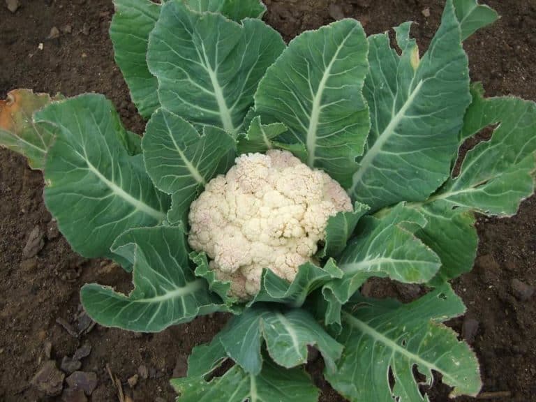 How Deep to Plant Cauliflower Seeds – Sowing and Transplanting ...