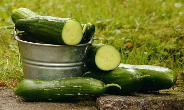 8 Best Parthenocarpic Cucumber Varieties to Grow in 2021 – Bountiful ...