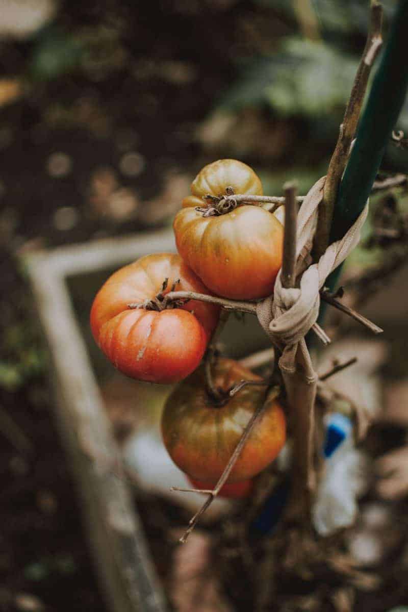Can I Grow Tomatoes in Compost? – Bountiful Gardener