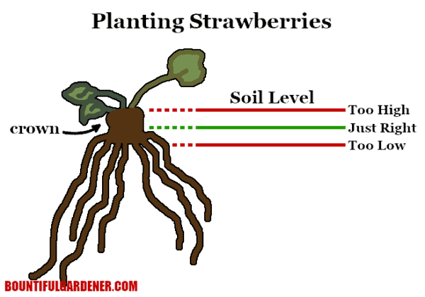 How to Grow Bare Root Strawberries – Bountiful Gardener