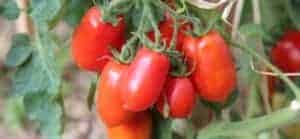 What Are Paste Tomatoes and Why You Should Grow Them – The Bountiful ...