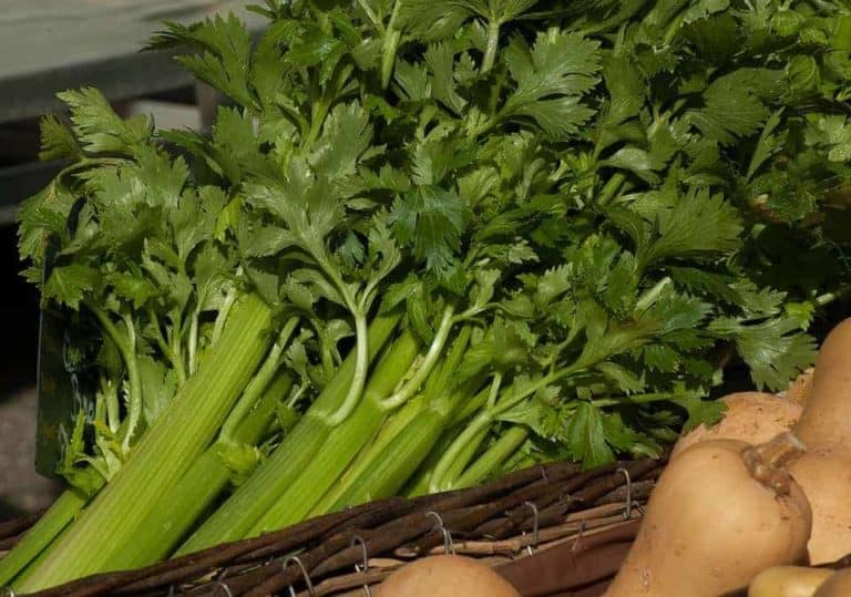 How and When to Harvest Celery – The Bountiful Gardener