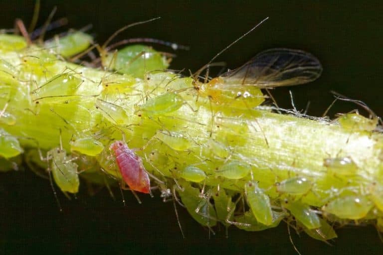 How to Deal with Aphids on Pepper Plants – The Bountiful Gardener