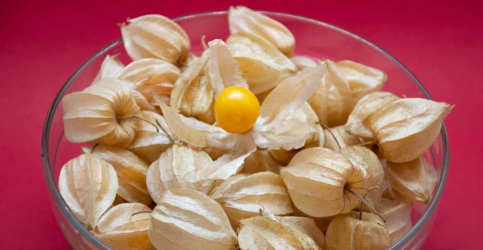 When Are Ground Cherries Ripe? Read Before You Eat – Bountiful Gardener