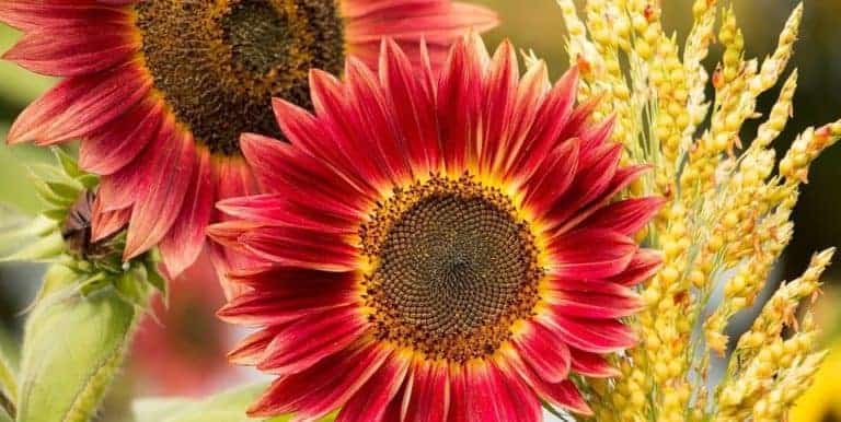 11 Must-Grow Sunflower Varieties for Cut Flowers in 2021 – The ...