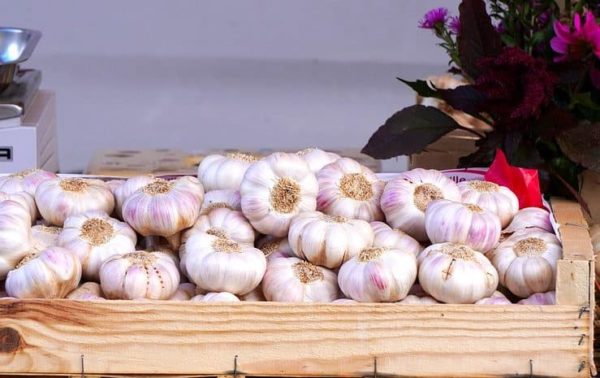 5 Must-Grow Hardneck Garlic Varieties – Bountiful Gardener