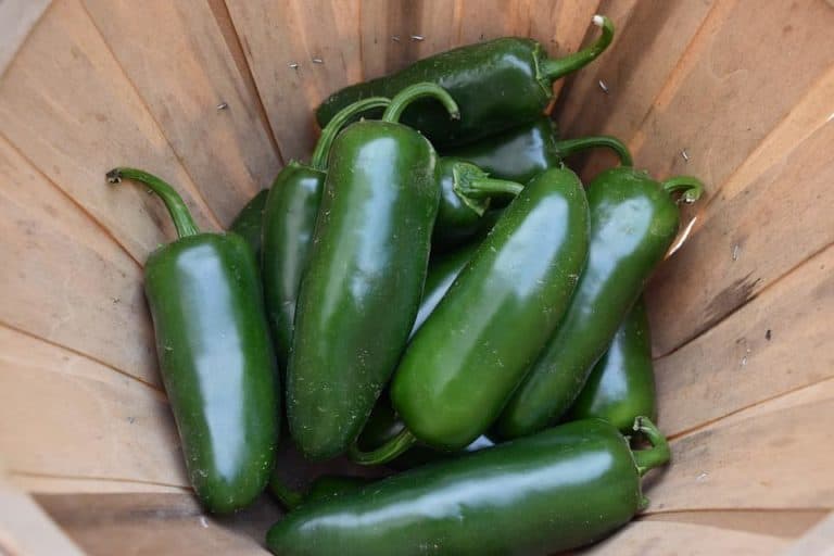 7 Biggest Jalapeno Varieties to Grow (& How to Get Seeds) – Bountiful ...
