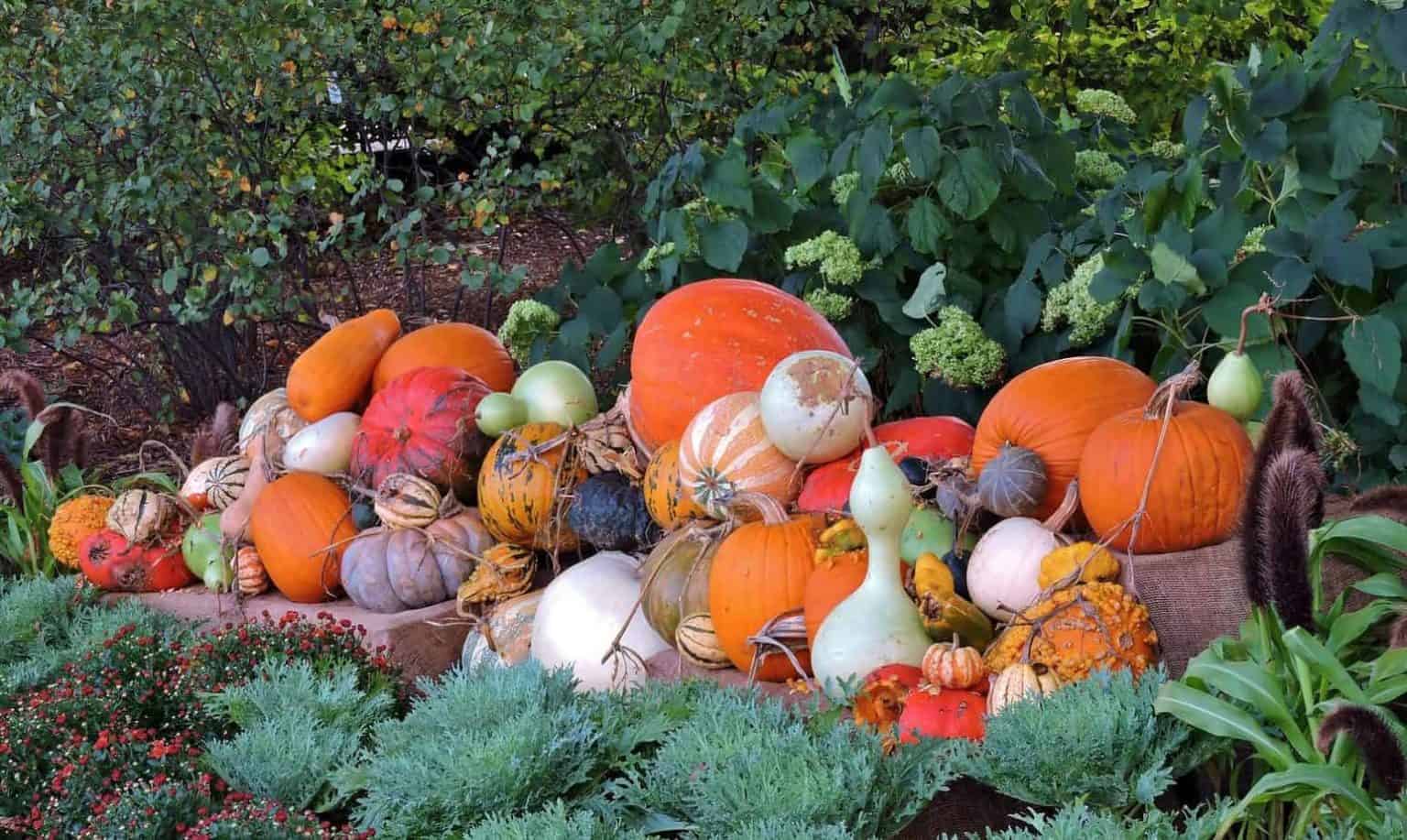 6 Fastest-Growing Winter Squash Varieties for 2021 – Bountiful Gardener