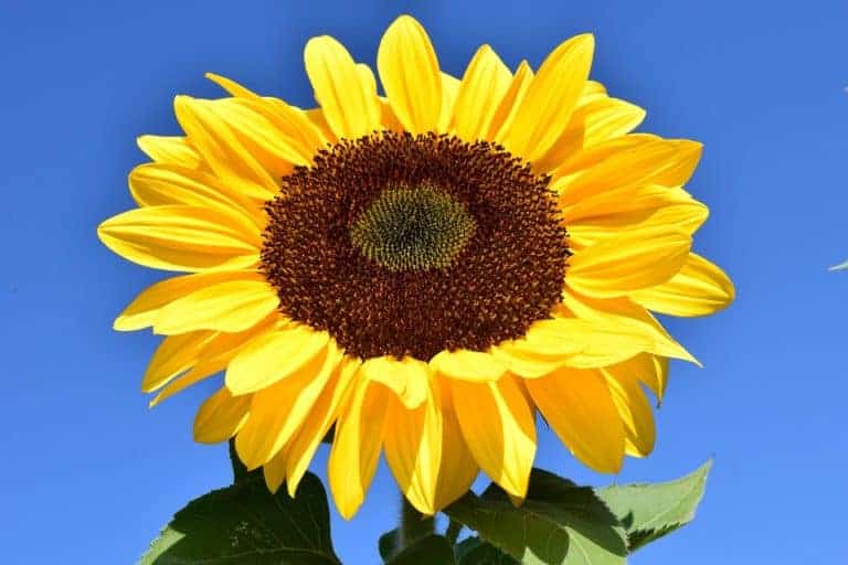 11 Must-Grow Sunflower Varieties for Cut Flowers in 2024 – Bountiful ...