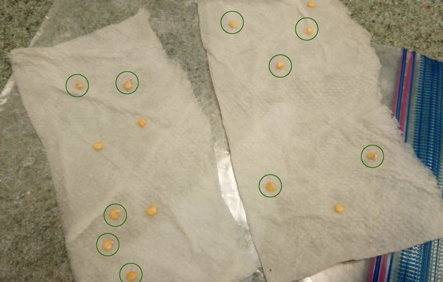 Germinating Pepper Seeds Easily (3 Methods With Pictures) – Bountiful ...