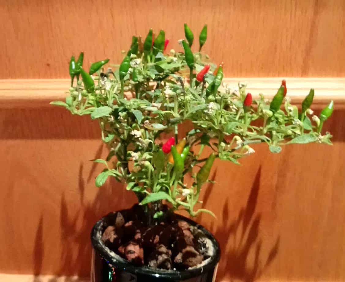Can You Grow Hot Peppers Indoors Easy Guide And Tips Bountiful Gardener