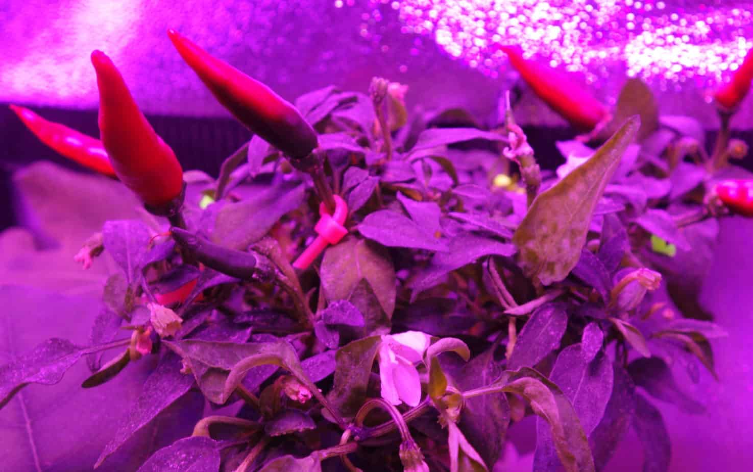 Growing Chillies Under Lights (Indoor Pepper Plant Guide) – Bountiful ...