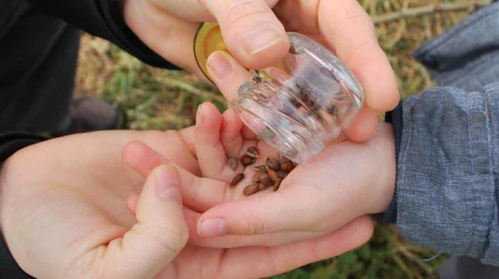 7 Facts About Heirloom, Open-Pollinated, and Hybrid Seeds – The ...