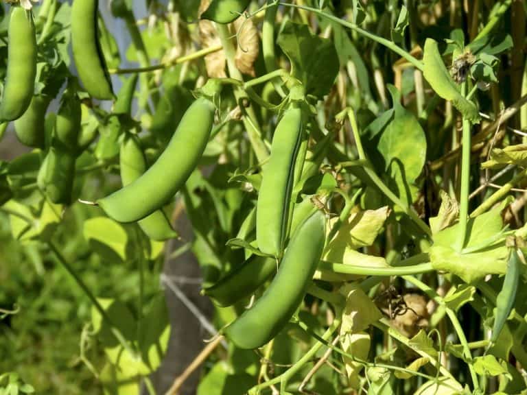7 Best Sugar Snap Pea Varieties (+ Where to Get Seeds) – Bountiful Gardener