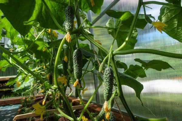 Do Cucumber Plants Climb? How to Train Your Cucumbers – Bountiful Gardener
