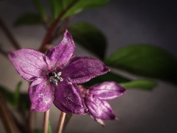 Pepper Flowering Guide (Common Questions and Answers) – Bountiful Gardener