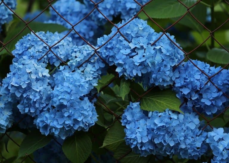 7+ Best Hydrangea for Cut Flowers (& Where to Get Plants) – Bountiful ...