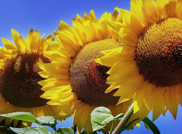 4 Reasons Why Your Sunflower Seeds Are Empty – Bountiful Gardener