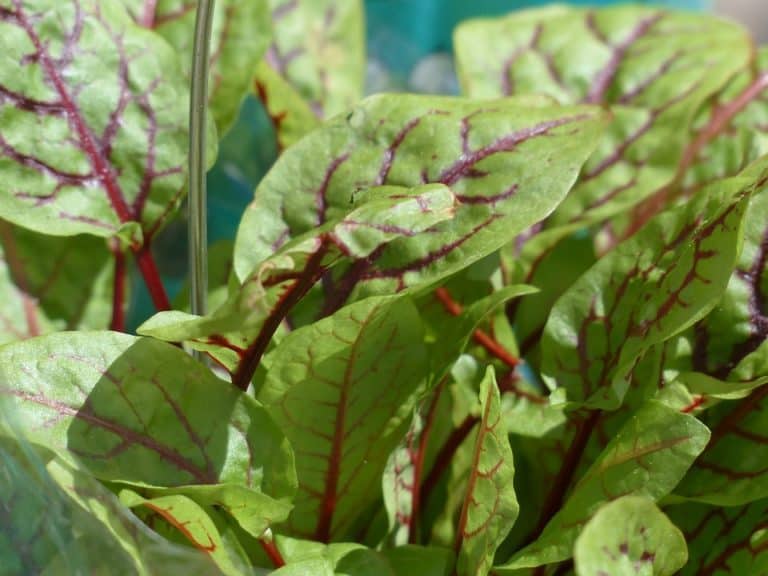 How to Grow Sorrel in a Pot (Guide and Q&A) – Bountiful Gardener