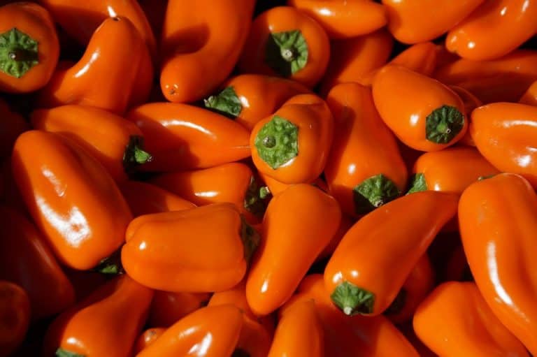 7+ Sweetest Pepper Varieties (and Where to Get Seeds) – Bountiful Gardener