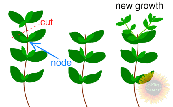 Aerogarden: How to Prune Thyme and Mint for Lush Growth – Bountiful ...