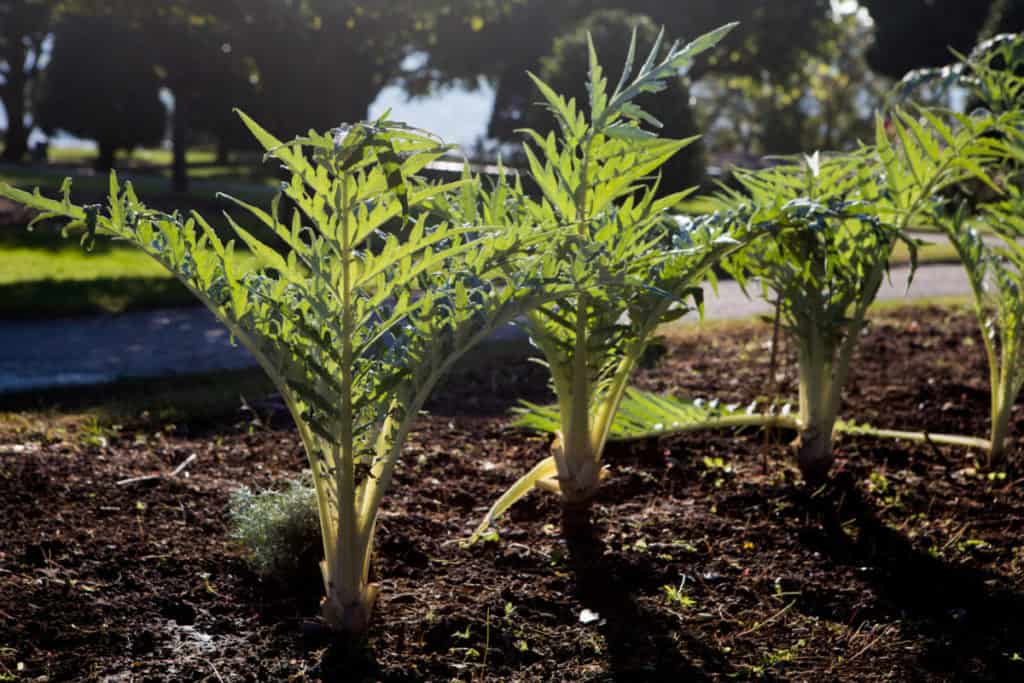 Transplanting Artichokes (Common Questions & Answers) – Bountiful Gardener