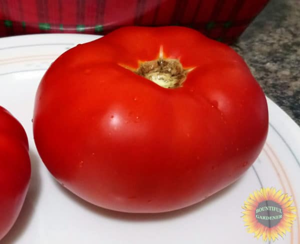 Sweet Scarlet Dwarf Tomato (Overview and Growing Tips) – Bountiful Gardener
