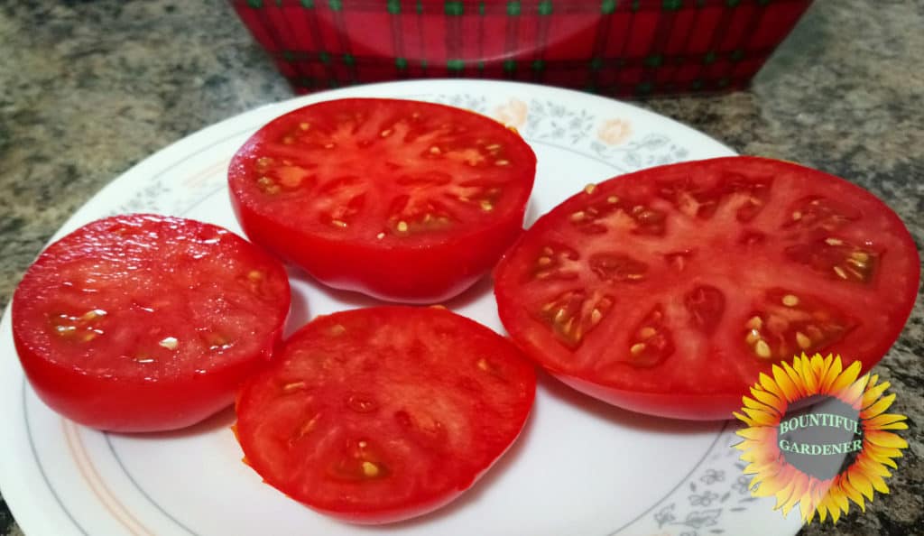 Sweet Scarlet Dwarf Tomato (Overview and Growing Tips) – Bountiful Gardener