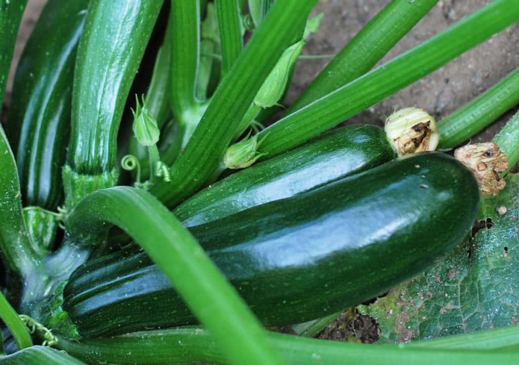 7 Best Heat Tolerant, Disease Resistant Zucchini Varieties – Bountiful ...
