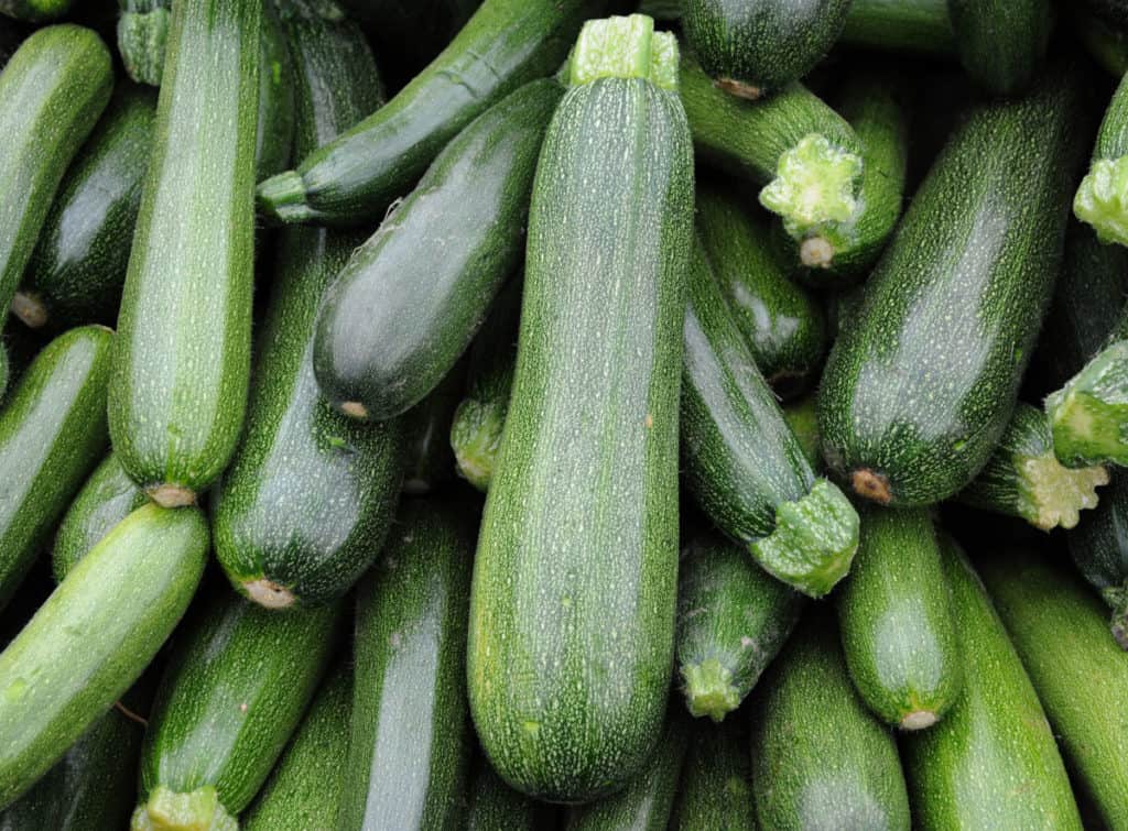 7 Best Heat Tolerant, Disease Resistant Zucchini Varieties – Bountiful ...