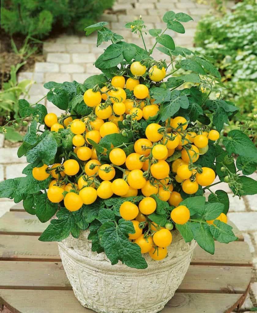 15 Must-Grow Tomato Varieties for Small Containers – Bountiful Gardener